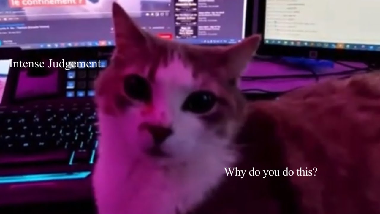 A6d “sings” and screeches at his cat - YouTube