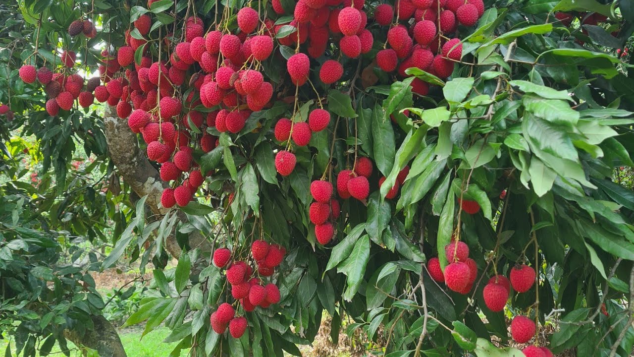 Tezpur Famous Litchi | GI Tag of Assam - YouTube