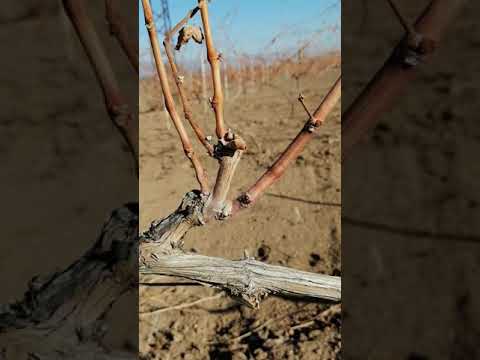 Genç Çiftçi - Bağ Budaması (Narince Üzümü Tokat Üzümören) 👨‍🌾
