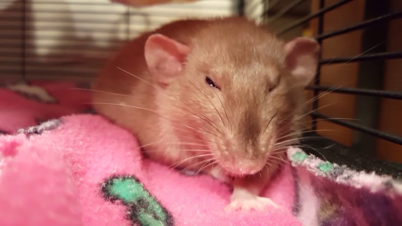 Rat Clenches Fist of Rage - YouTube