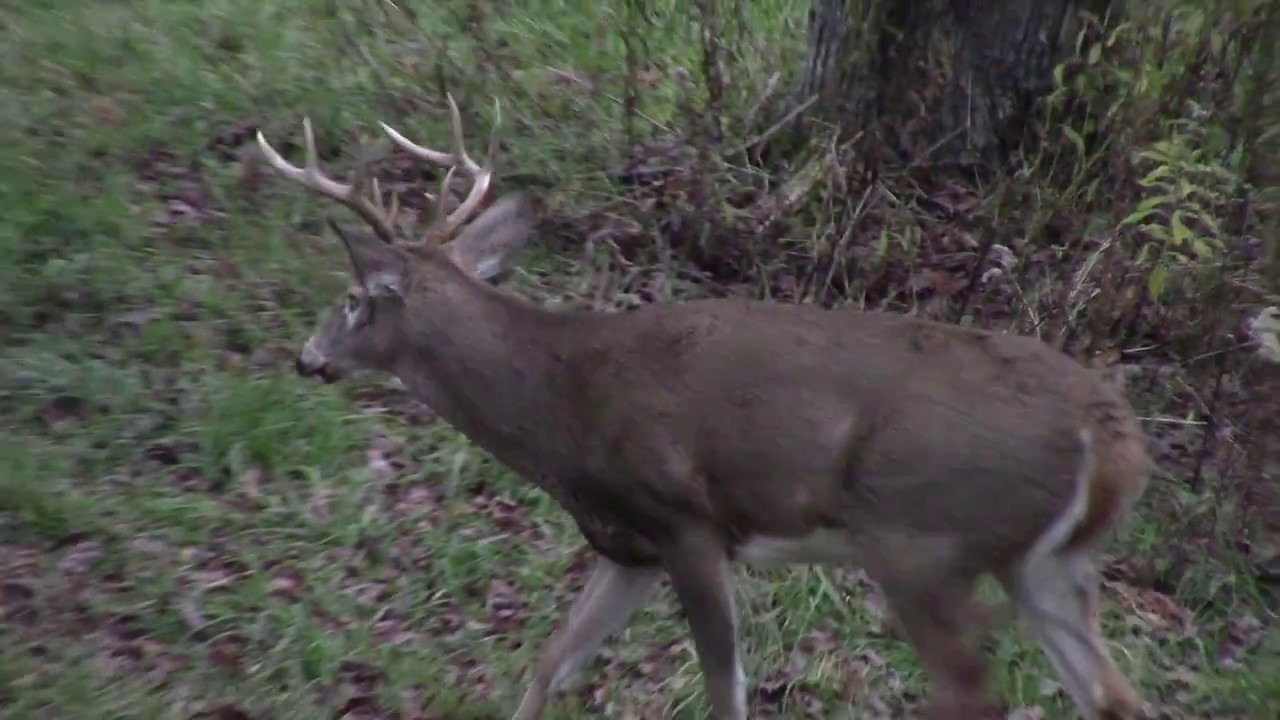 Cayuta Creek Outdoors Double split brow tine 10 point, October 31, 2017 ...
