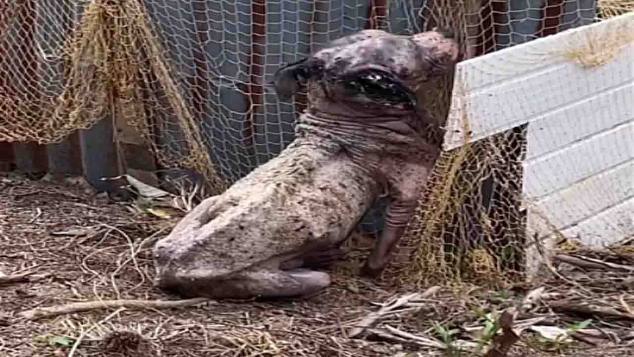 They left him at the old construction site in pain from a rotting wound ...