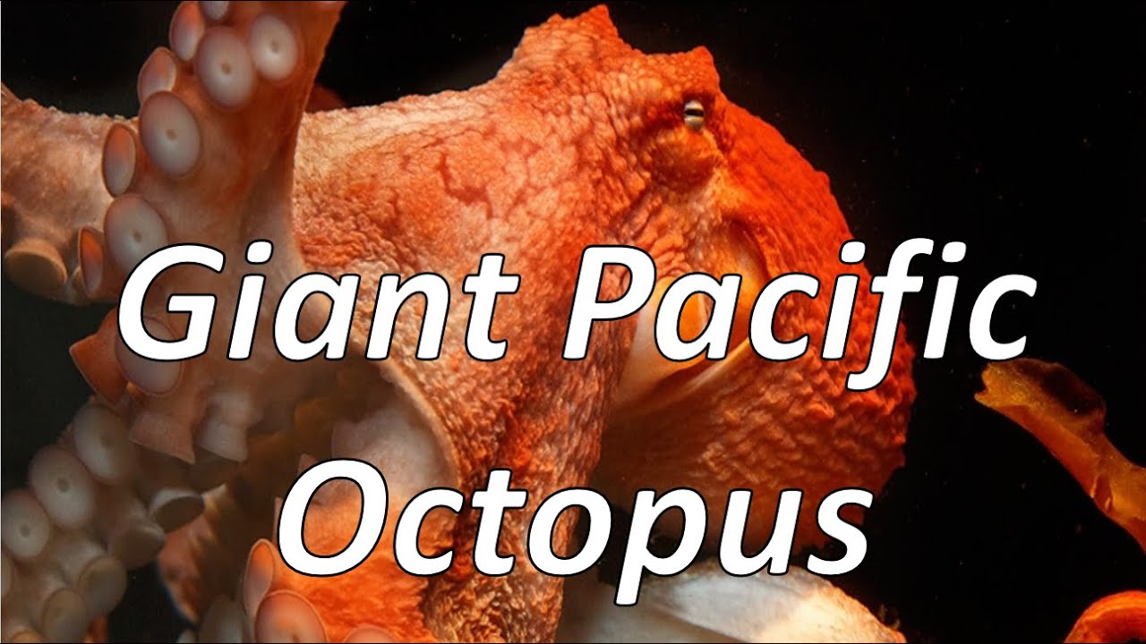 Giant Pacific Octopus (Wonders of Wildlife) - YouTube