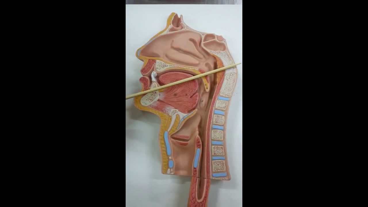 Nasofaringe e Orofaringe - Elementos - YouTube