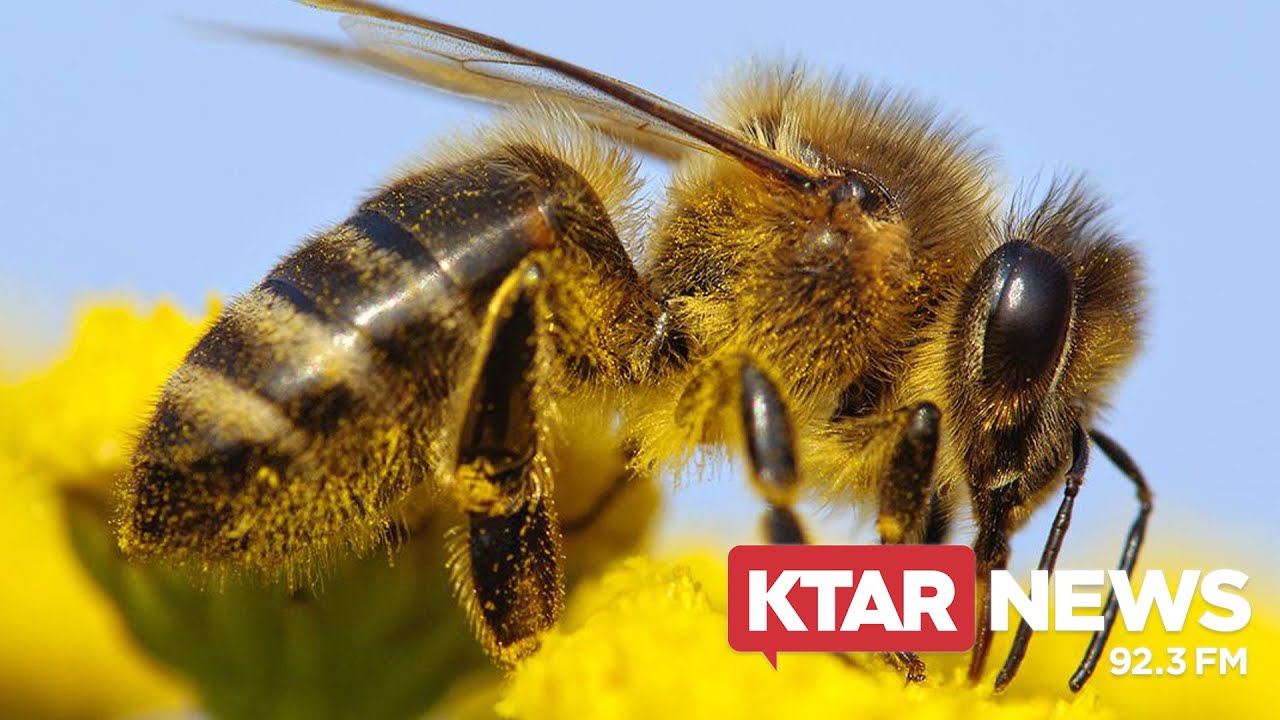 How Valley hikers endured a major bee attack - YouTube