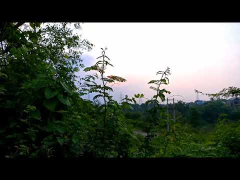 Nature Sounds🌱🌲 || Short Video Clips || Nature status 🌳🌲🌳|| video 4k vlog video 🔥 ||