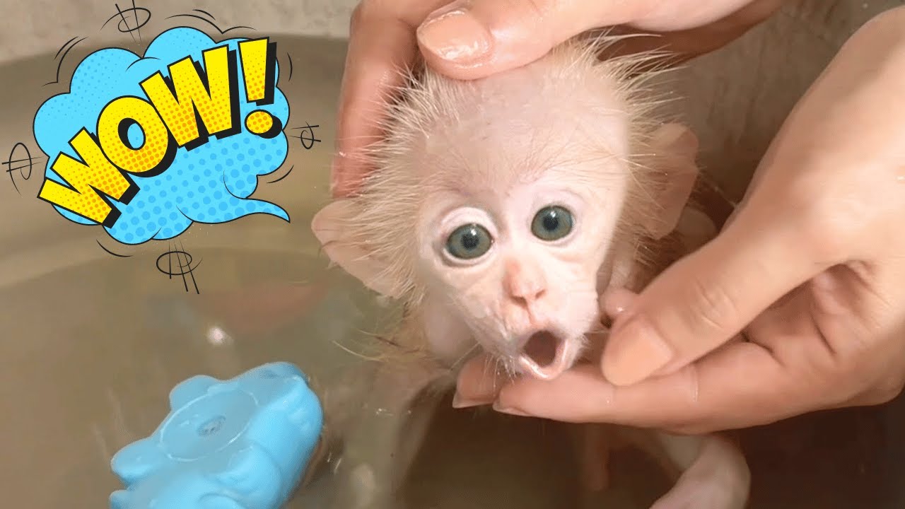 Cute baby monkey Ren bathes with ducklings - YouTube