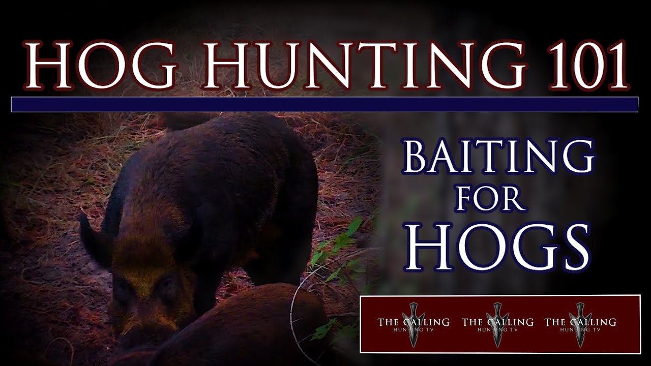 HOG BAITING TIPS - HOG HUNTING 101 / THE CALLING 9/0 - YouTube