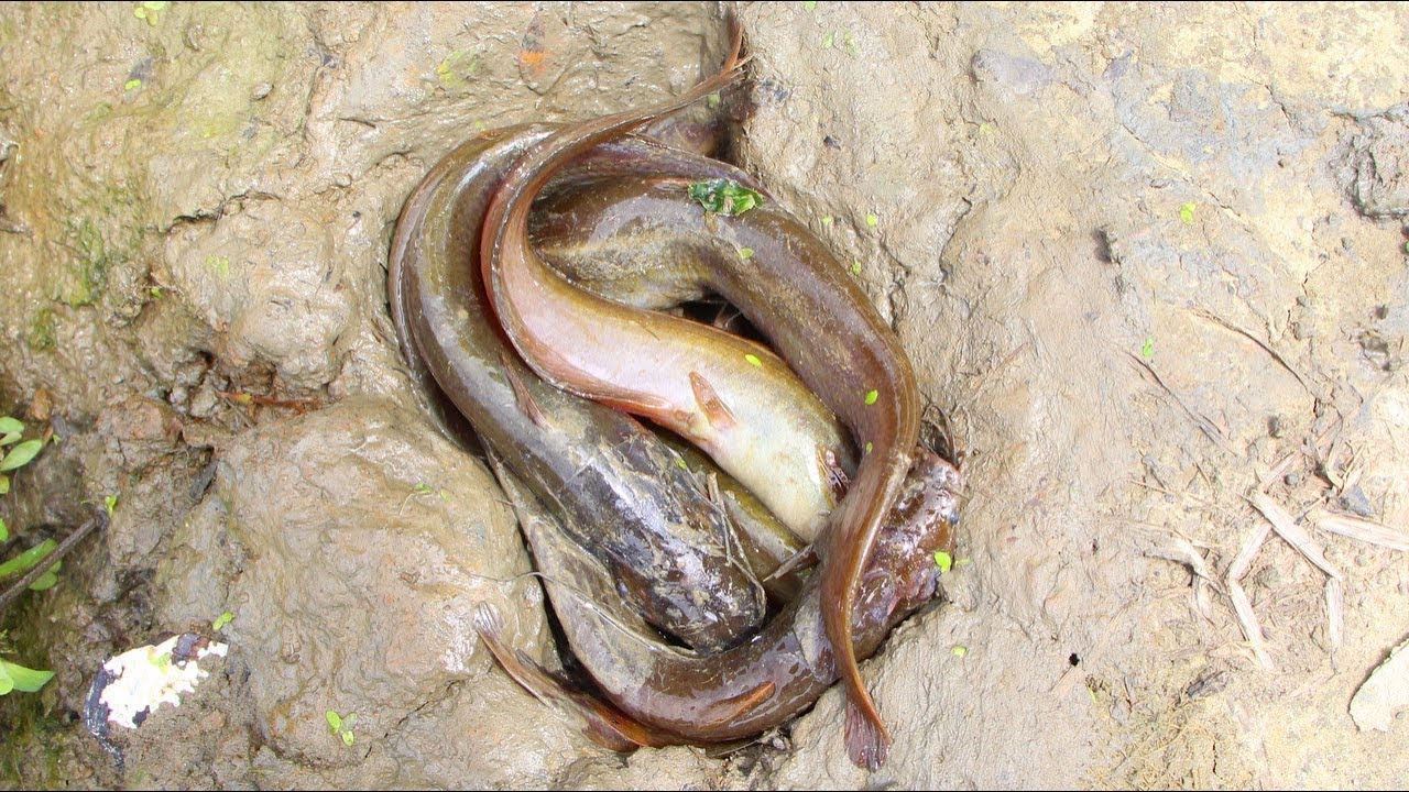 Stinging Catfish with Mud Fishing | Catfish Catching From Canal ...