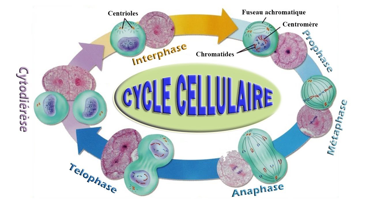 Evolution des chromosomes au cours d'un cycle cellulaire. - YouTube