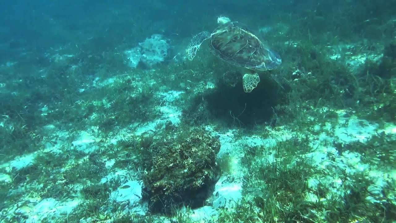 Tarpon and Turtle - YouTube