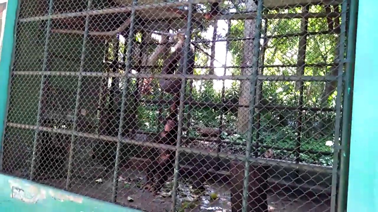 Monkey singe zoo cuba havane - YouTube