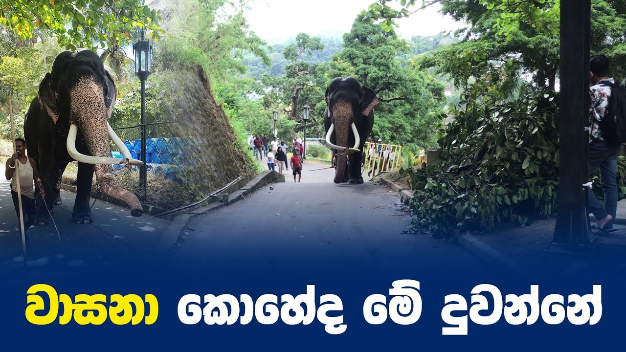 " වාසනා" කොහේද මේ දුවන්නේ 🙏🐘😘 katharagam wasana tusker #elephant #viral ...