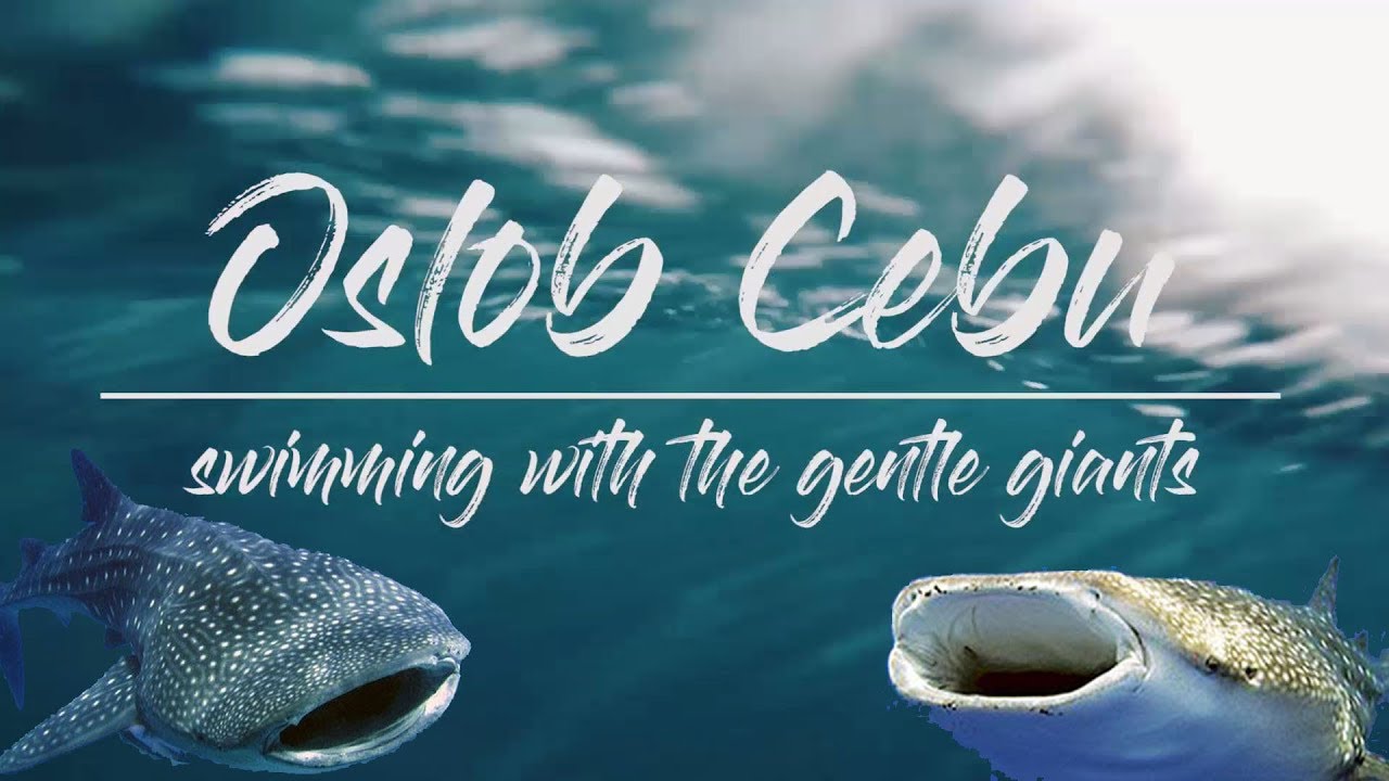 CEBU: Whale Sharks (Butanding) - YouTube