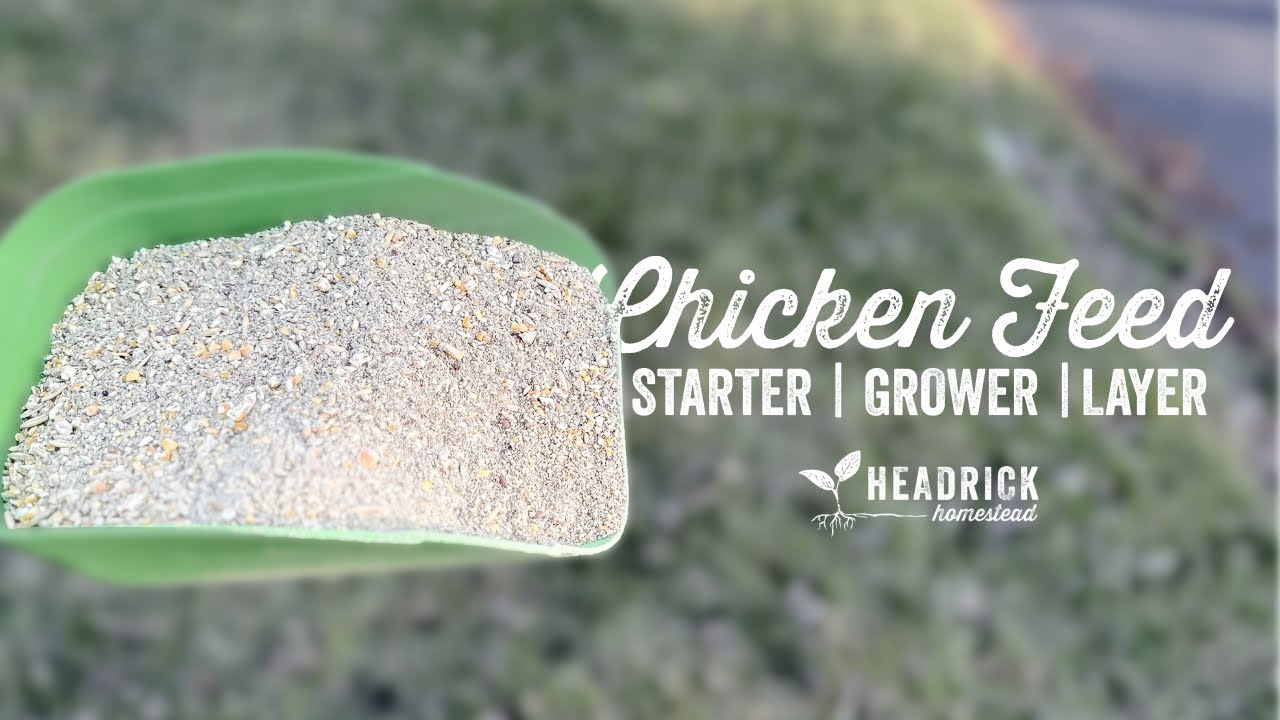 Types of Poultry Feed | Starter, Layer, Grower - YouTube