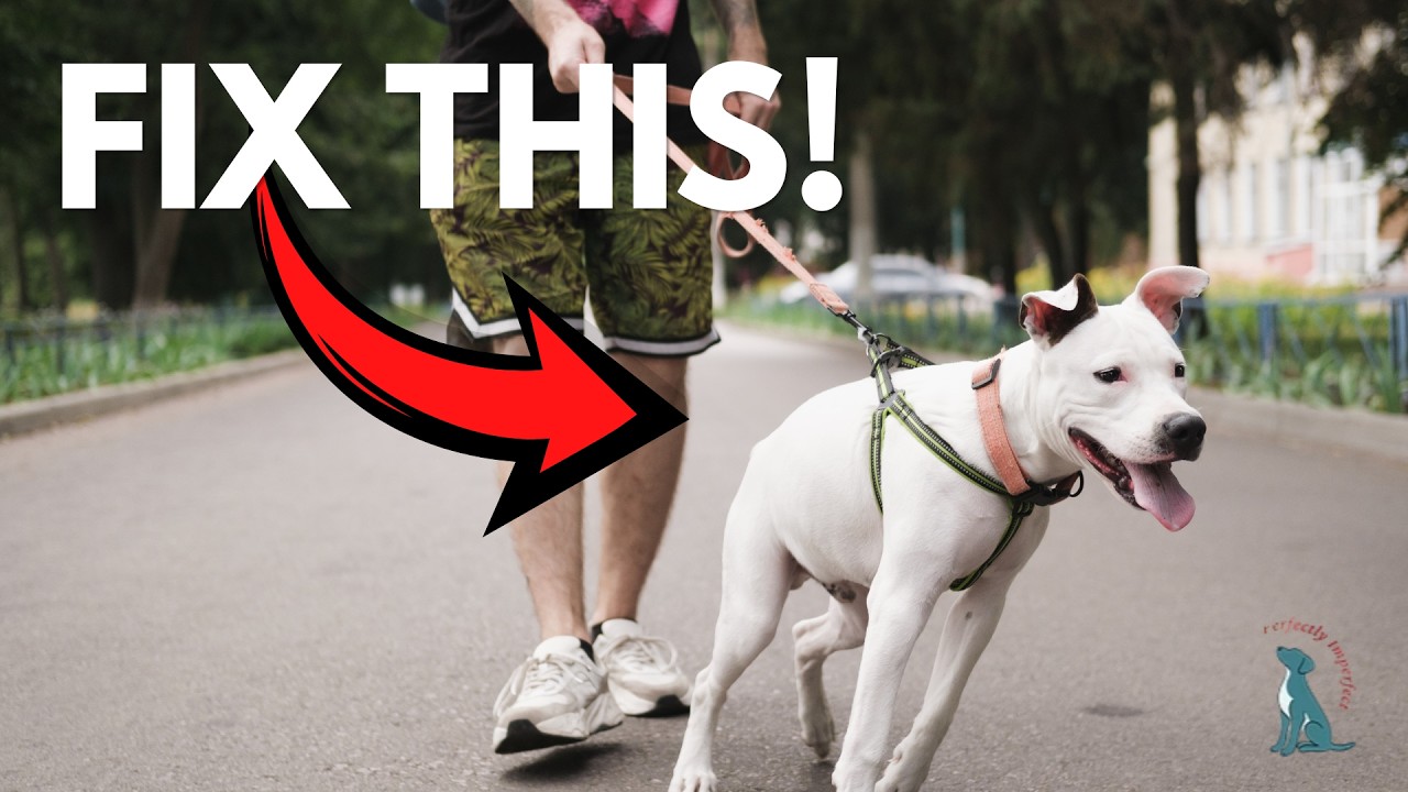 Tips for improving loose lead walking - YouTube