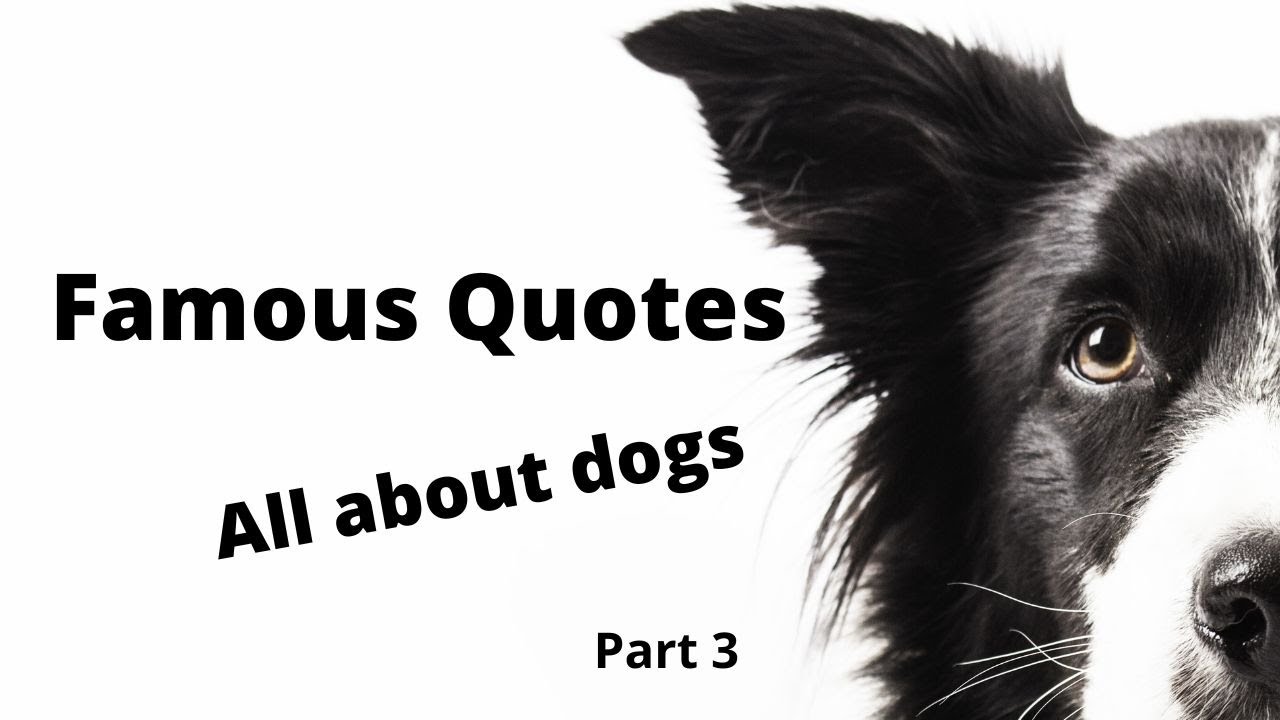 Famous Quotes All about dogs Part 3 - YouTube