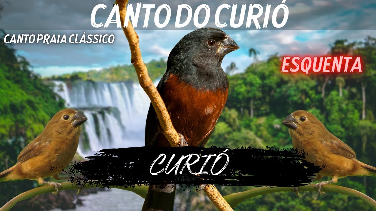 Canto do Curió para esquentar sua ave em pouco tempo, Curió cantando ...