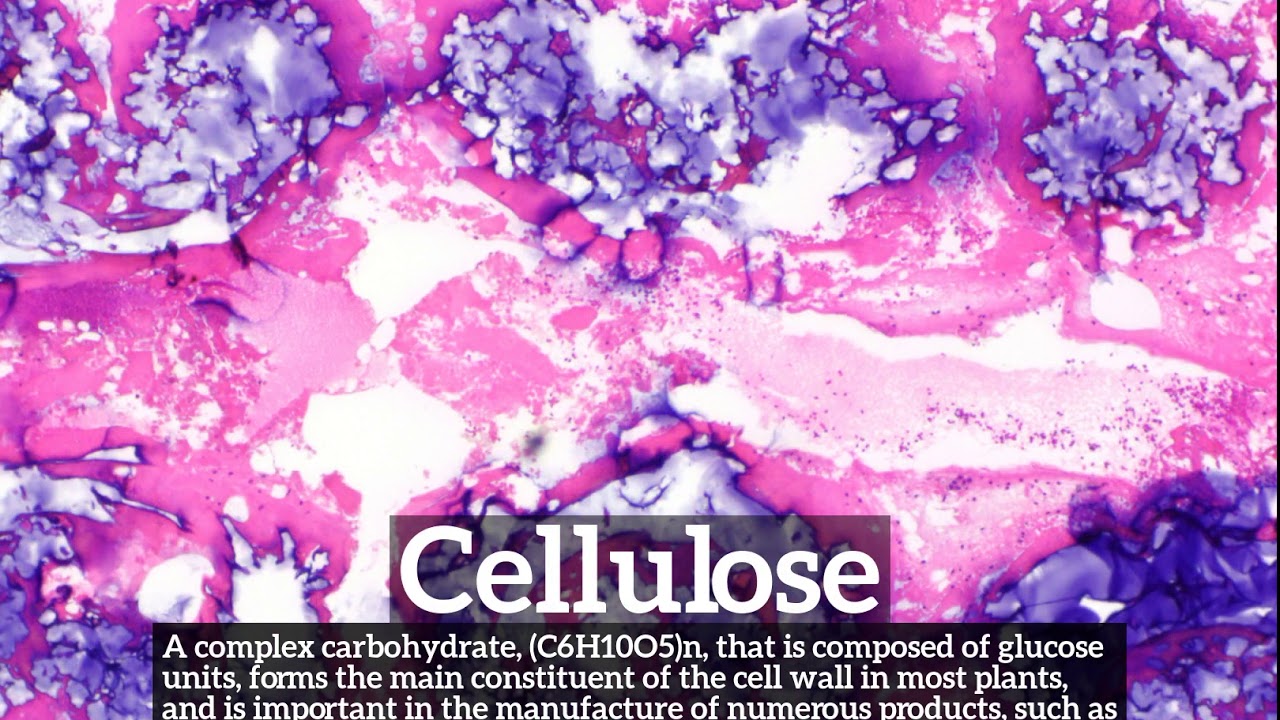 How Does Cellulose Look? | How to Say Cellulose in English? | What is ...