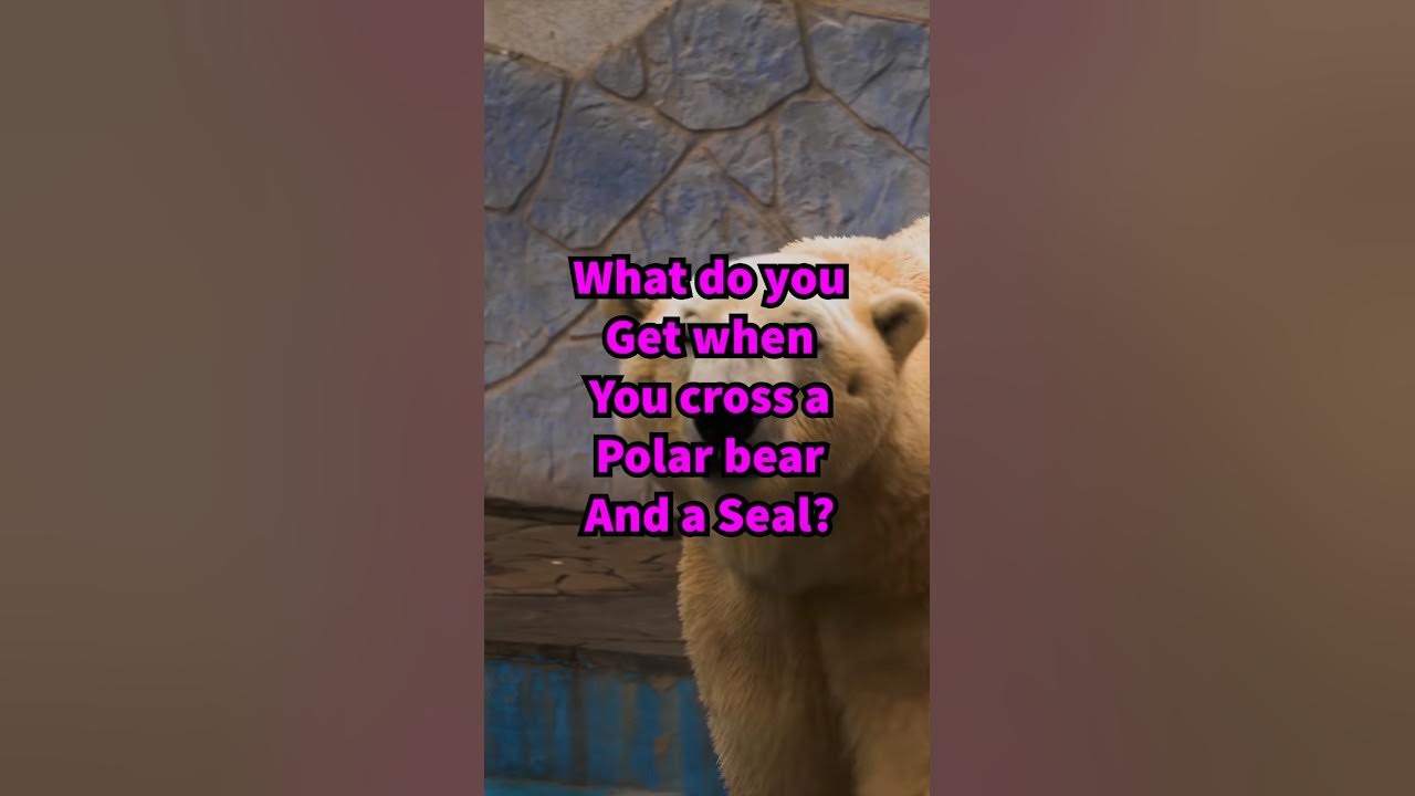 It s What s For Dinner YouTube it-s-what-s-for-dinner-youtube