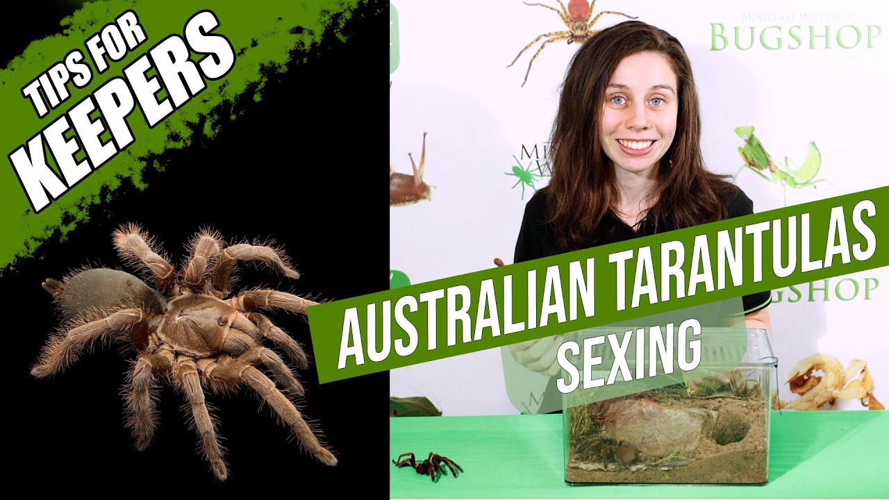 How to sex Australian tarantulas | Australian Tarantula (Theraphosidae ...
