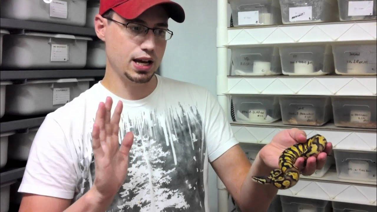 Handling “Aggressive” Ball Python Hatchlings - JKR Pro Tips - YouTube
