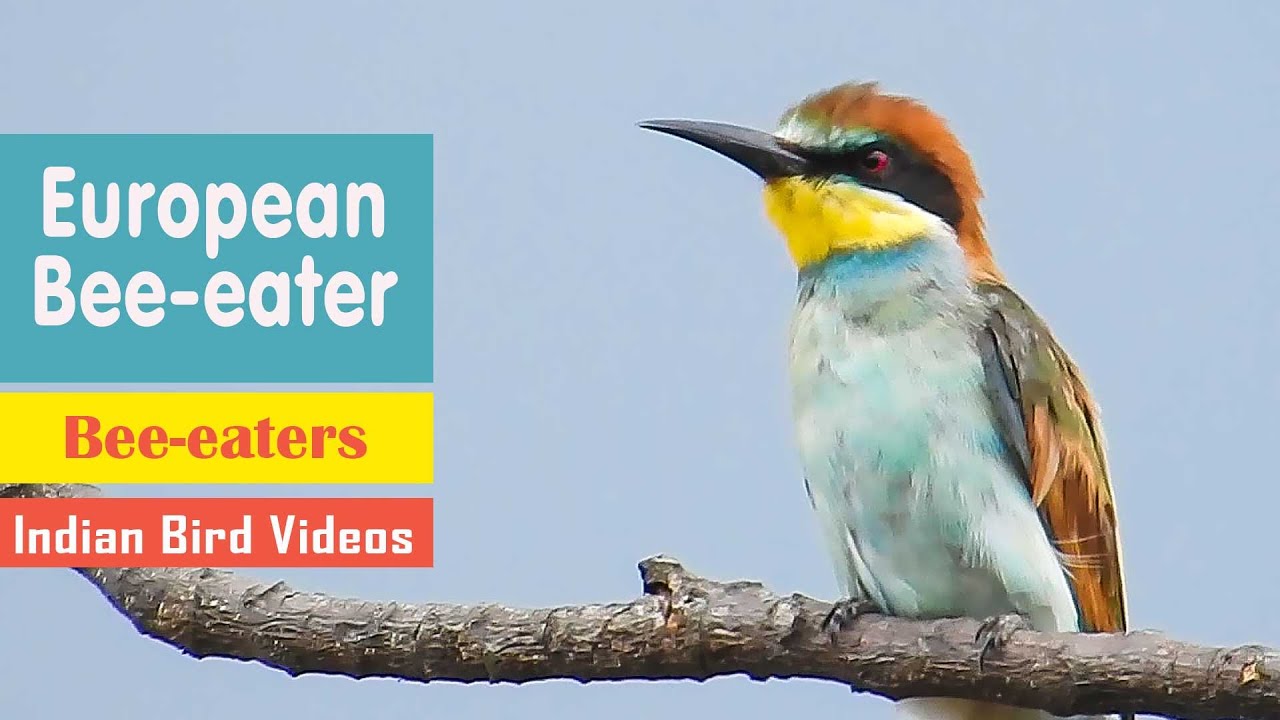 European Bee-eater (Merops apiaster) - Migratory Bird to India - YouTube
