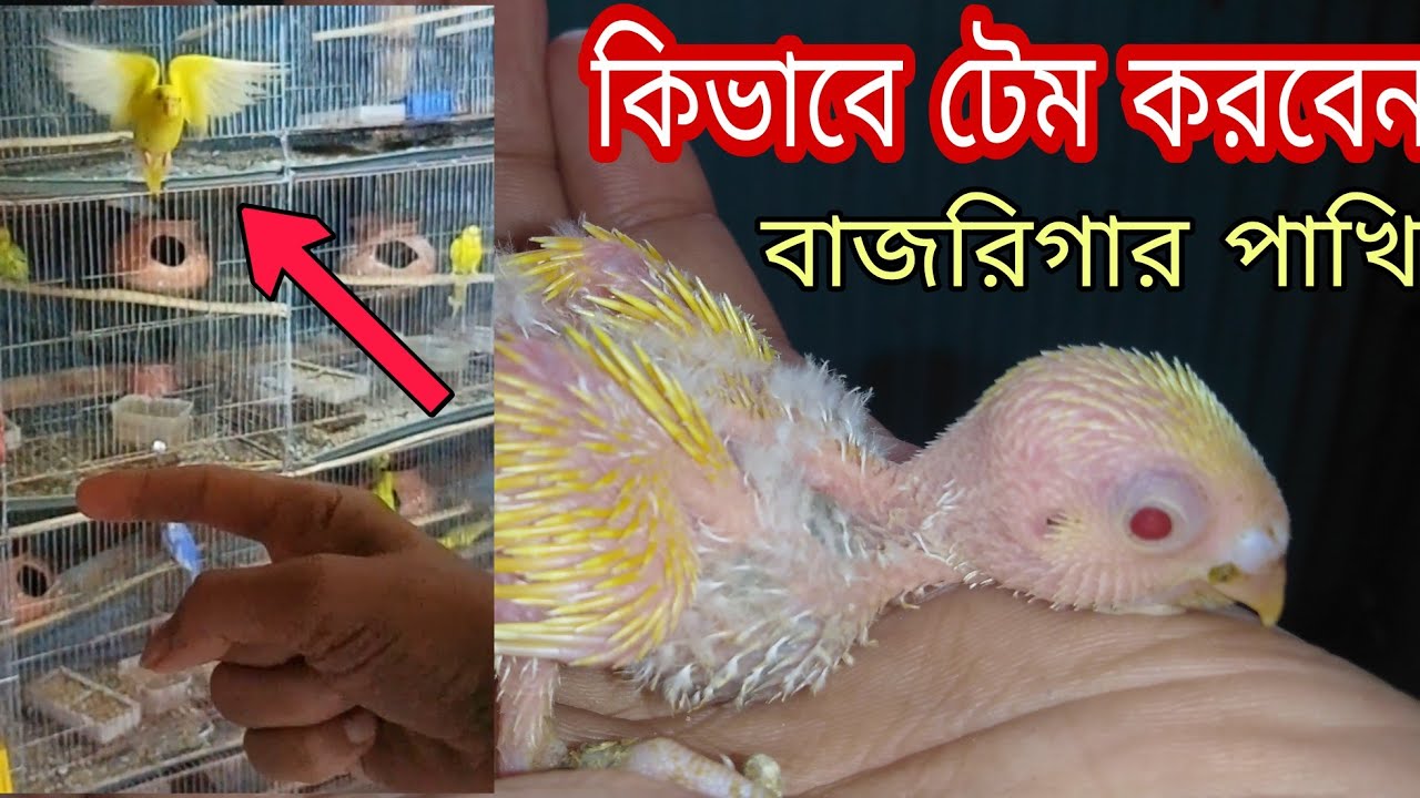 How to tame a bajriga bird in the first stage | বাজরিগার পাখি কিভাবে ...