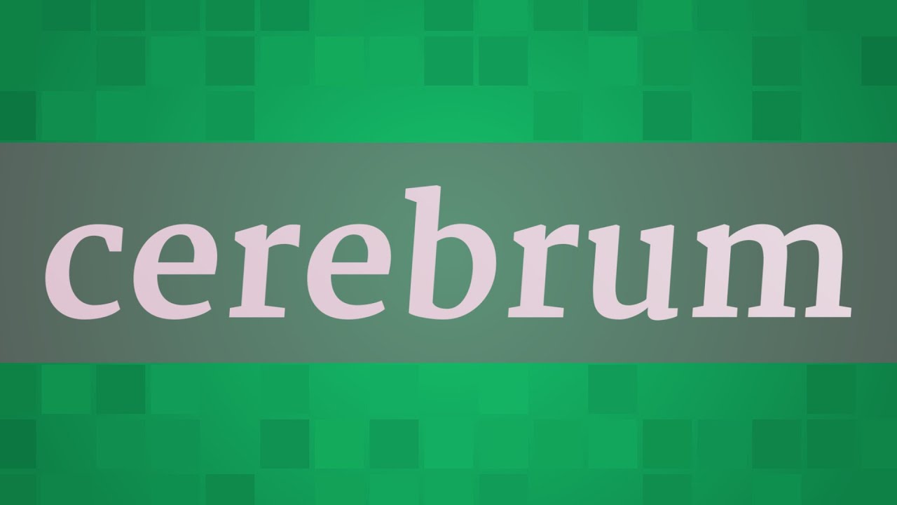 CEREBRUM pronunciation • How to pronounce CEREBRUM - YouTube