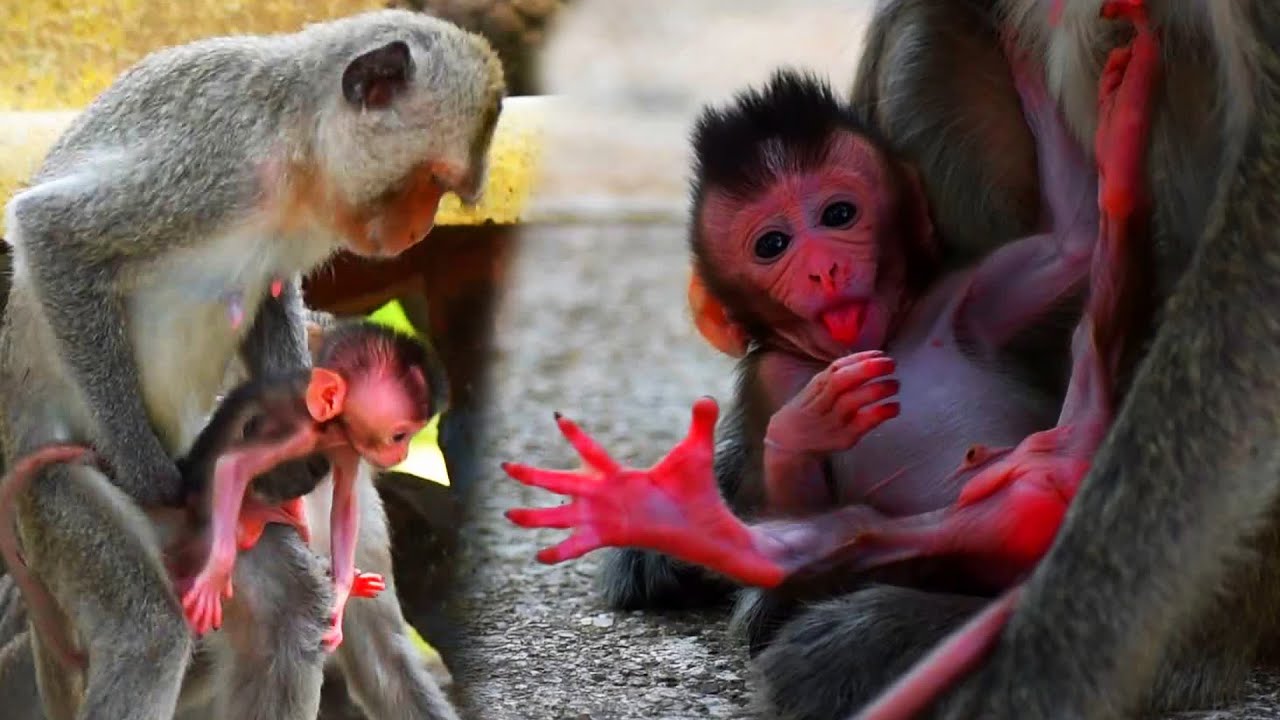 Super cute a movement active walking of baby Viga. Vigo mom very take ...