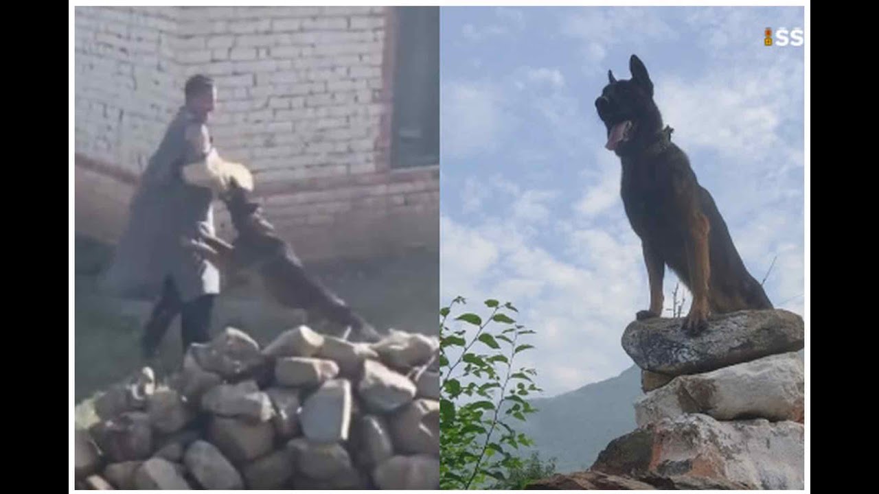 A special dog of the Indian Army in Kashmir - YouTube