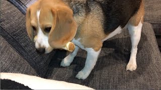 Why Do Beagles Bury Bones