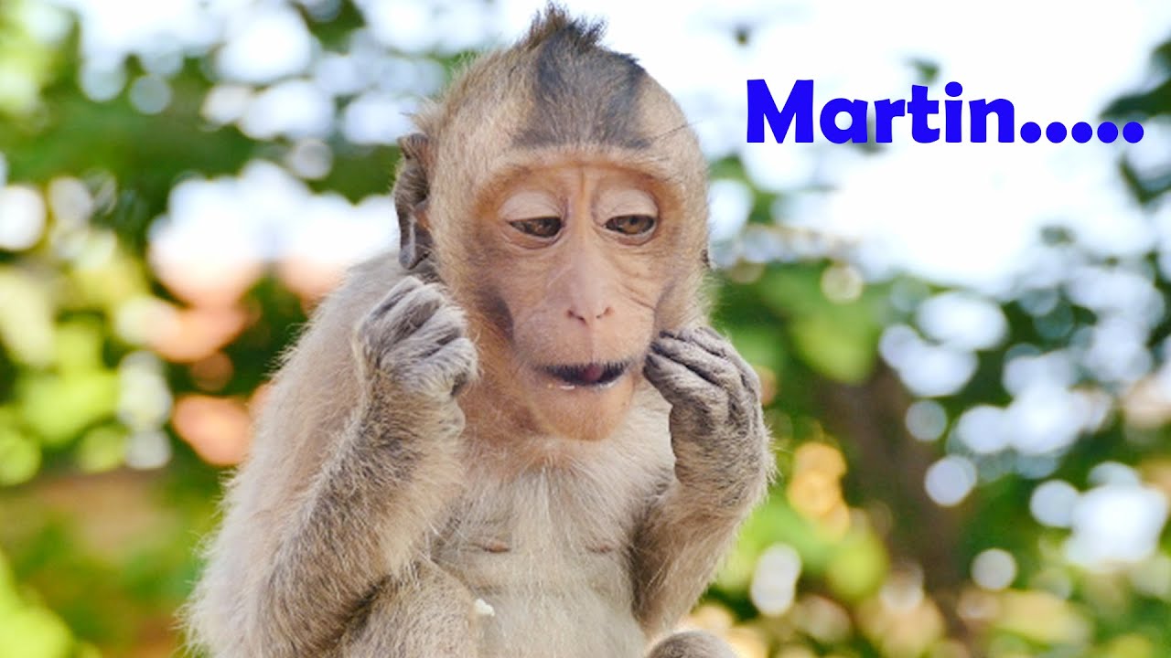 Martin Big Boy Monkey Becomes An Independent Son And He's Really ...