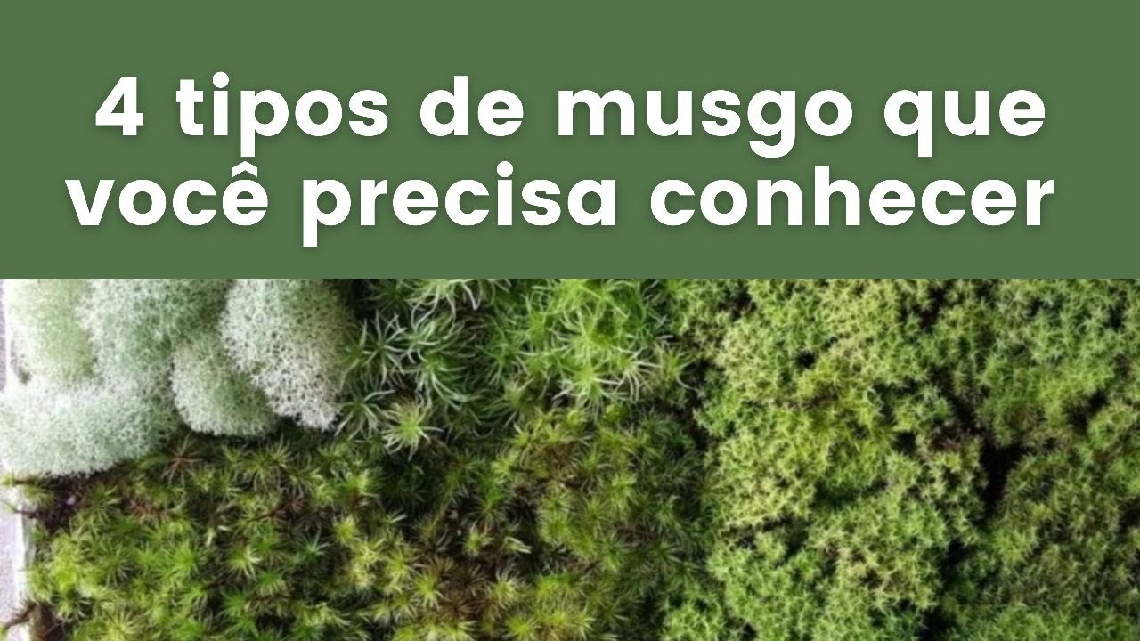 4 tipos de musgo que você precisa conhecer!! - YouTube