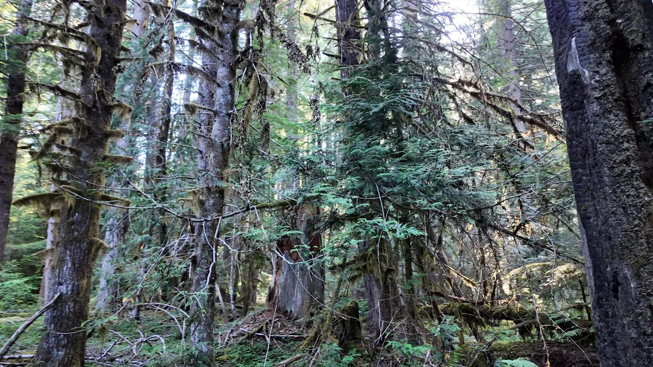 Squatching the Oregon Cascade/Southern Oregon coastal range.Young ...