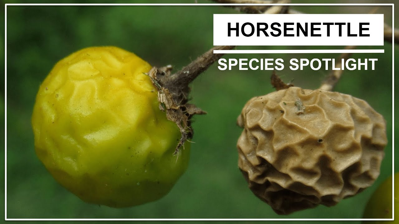 Species Spotlight | Horsenettle (Solanum carolinense L.) - YouTube