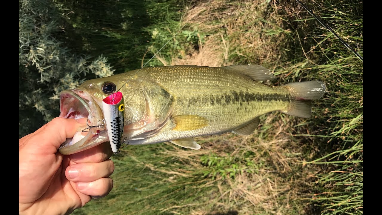 Top Water BASS FISHING was on FIRE! - YouTube