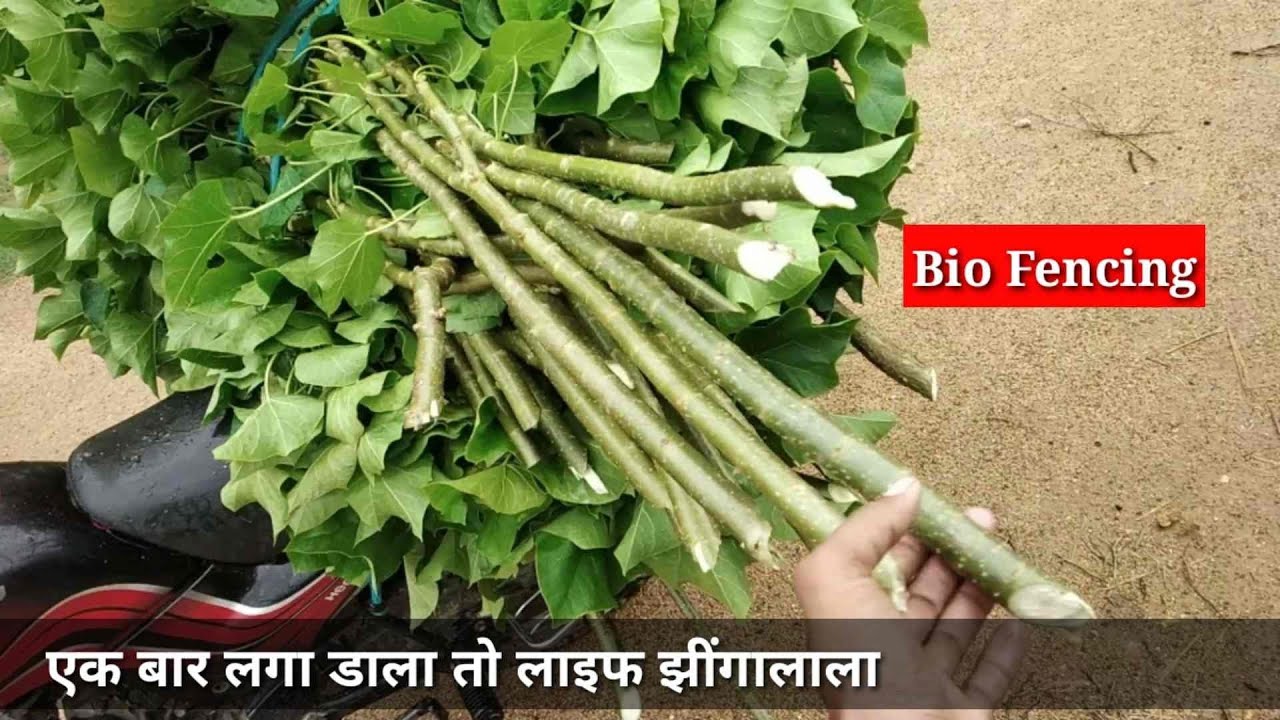 Bio Fancing, Live Fencing एक बार लगाएं जिंदगी भार आराम। - YouTube