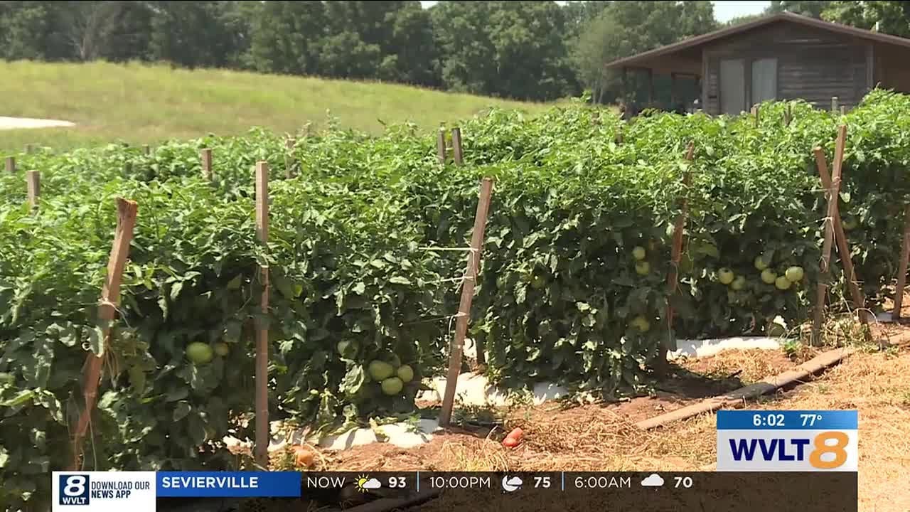 Grainger County Tomato Festival to return for 31st year - YouTube
