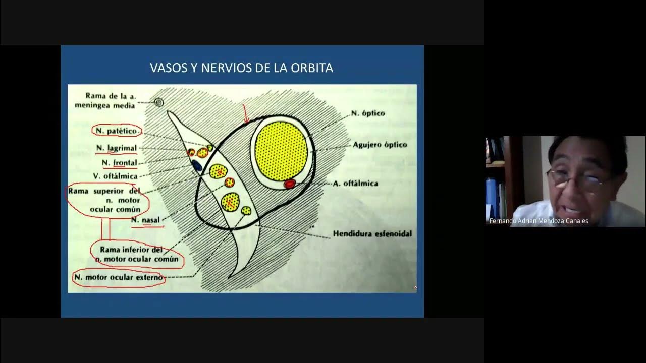 5. Orbita y anexos - YouTube