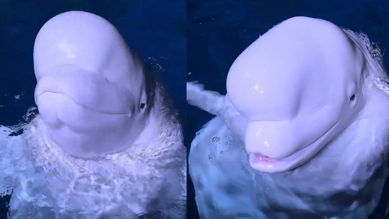Play brain teasers with Beluga#white #whale - YouTube