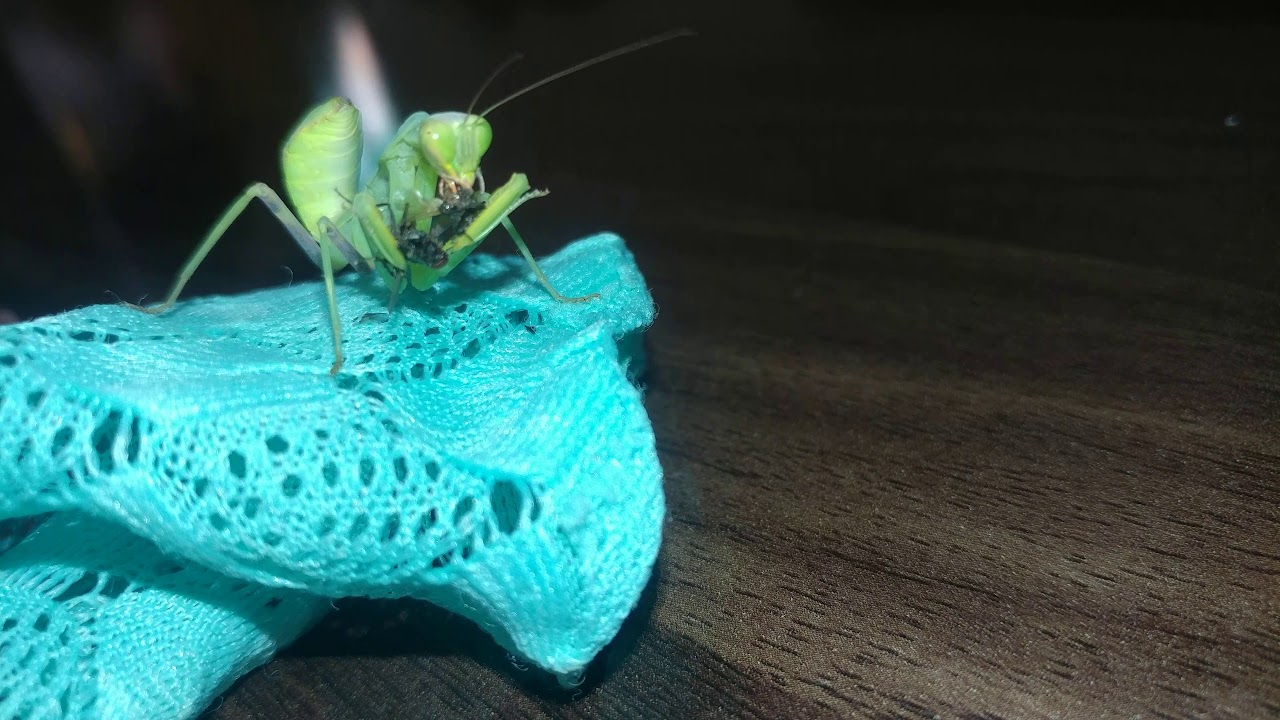 Praying mantis feeding | what to give praying mantis to eat - YouTube