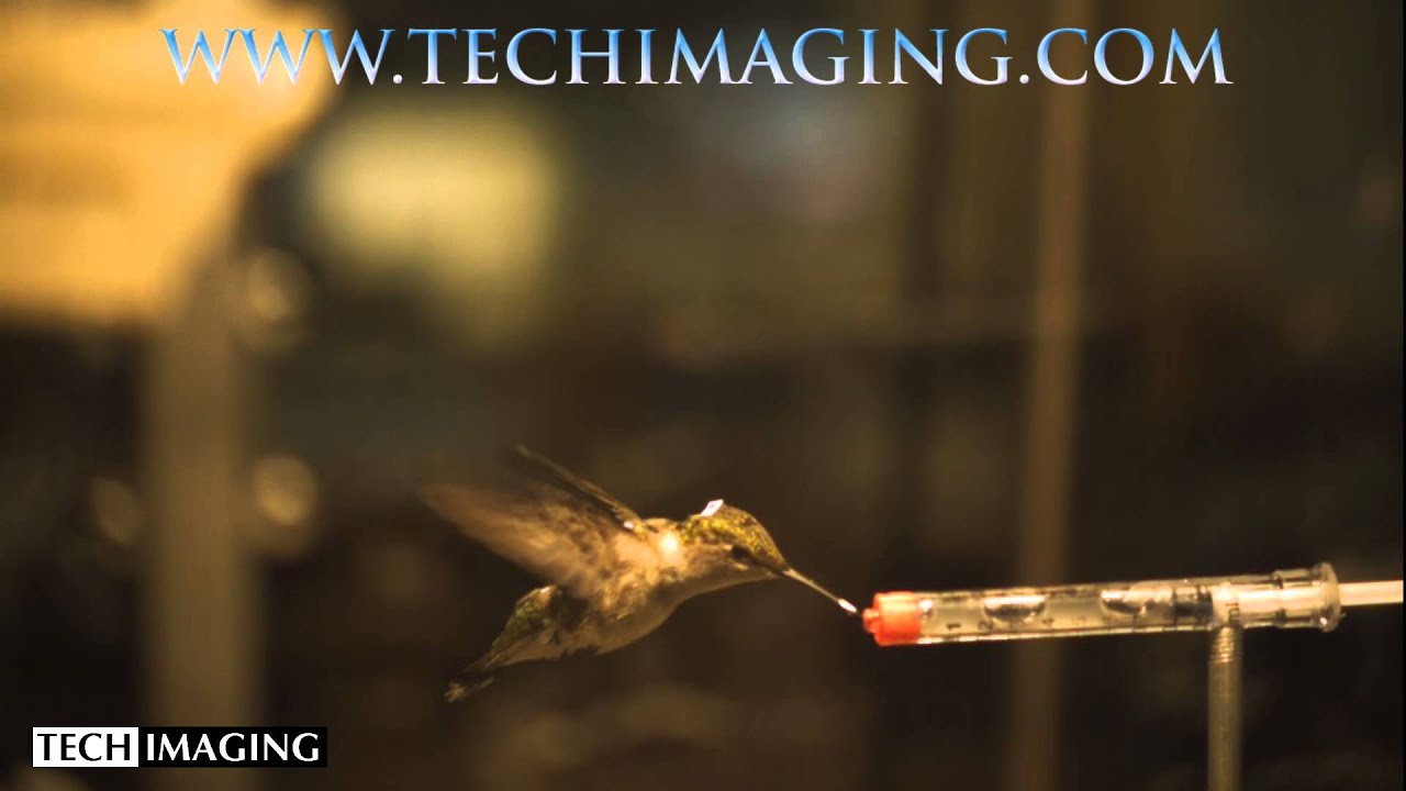 High Speed Camera Video - Hummingbird - YouTube