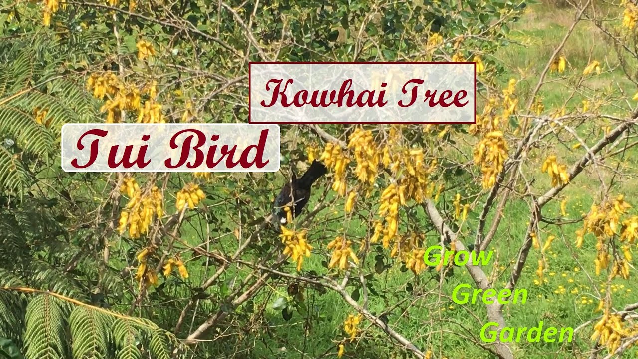 Tui Bird drinking nectar from Kowhai flowers - YouTube