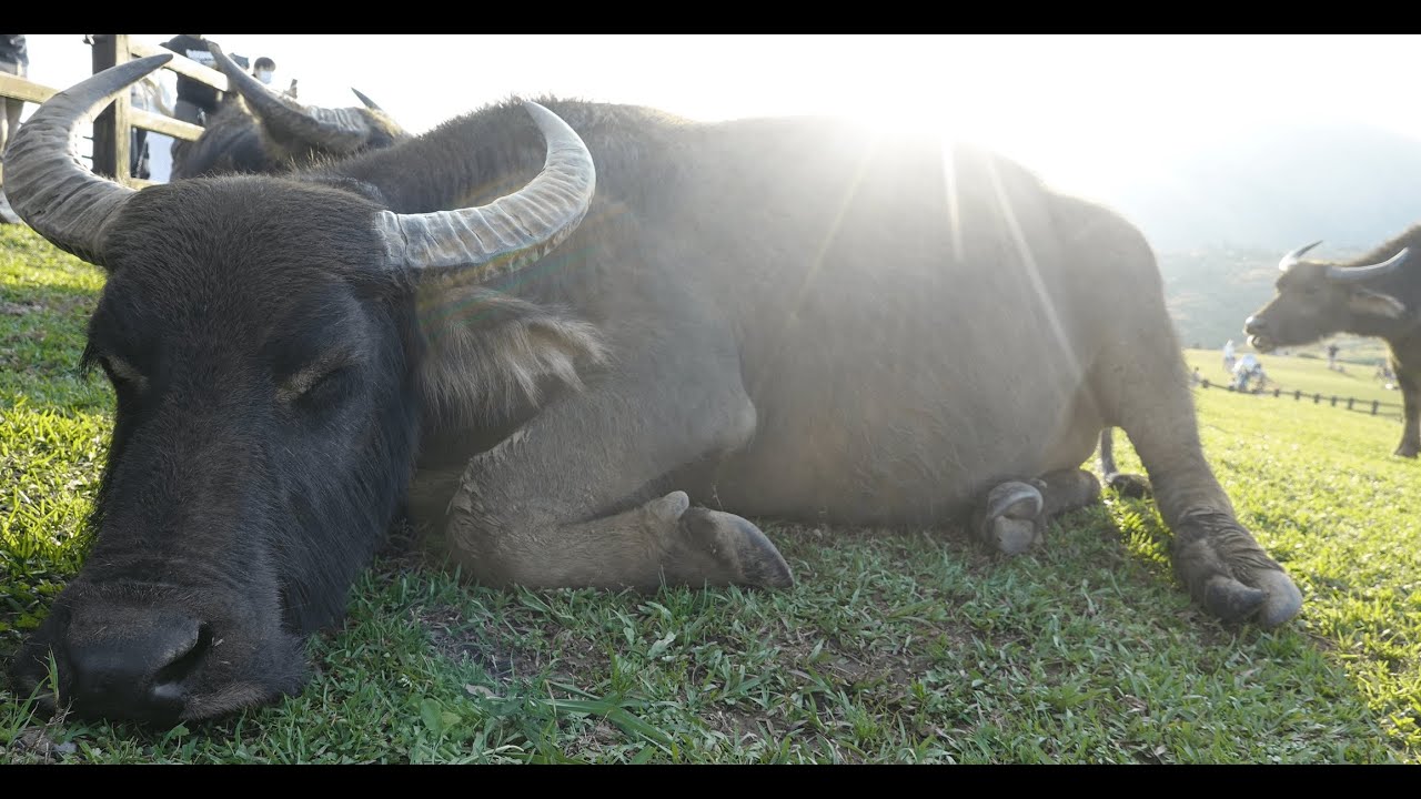 Happy buffalo daily - YouTube