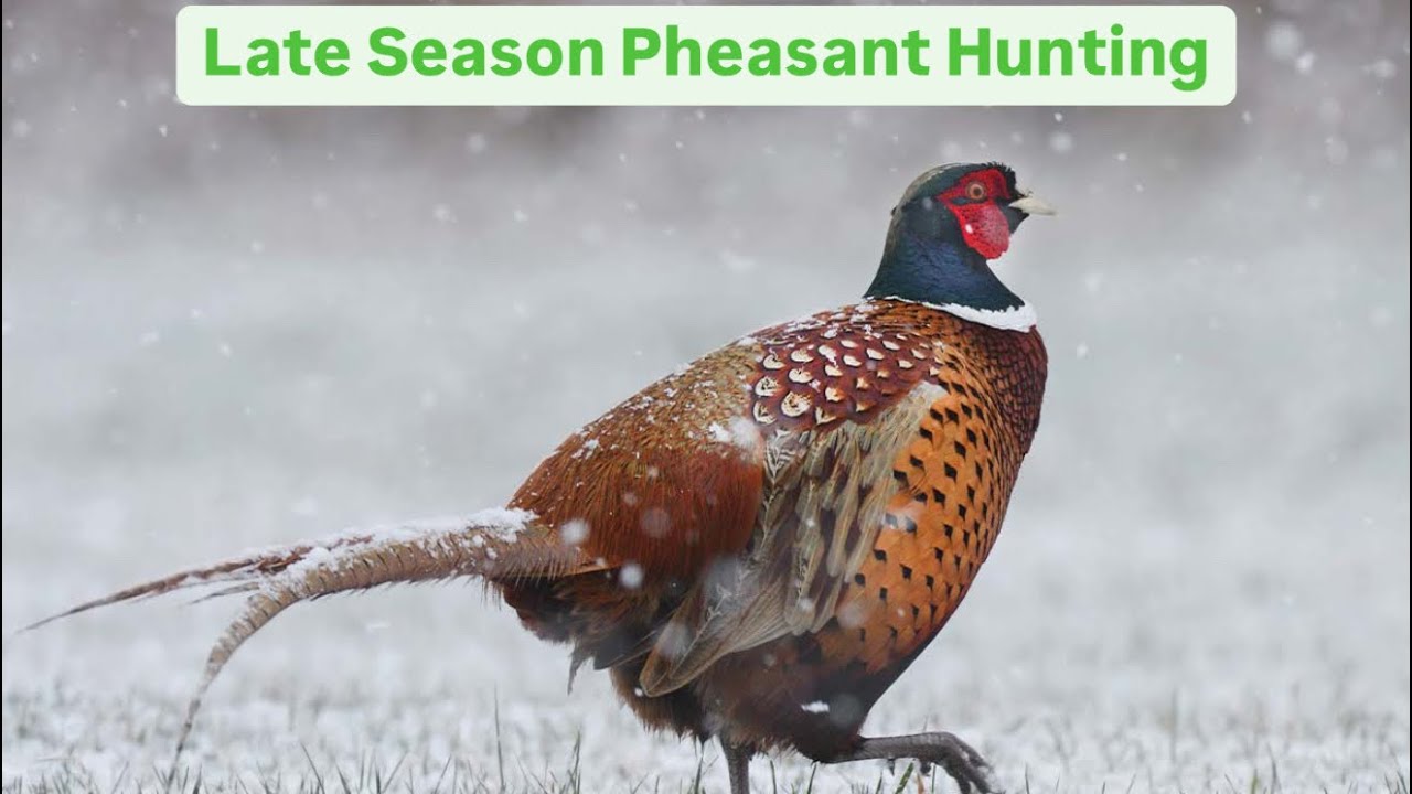 Ohio Pheasant Hunting: Late Season in the Snow - YouTube