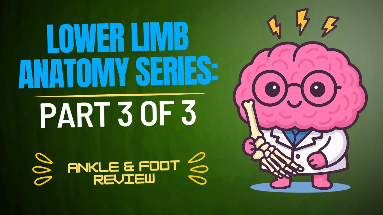 Lower Limb Anatomy: Part 3 of 3 - YouTube