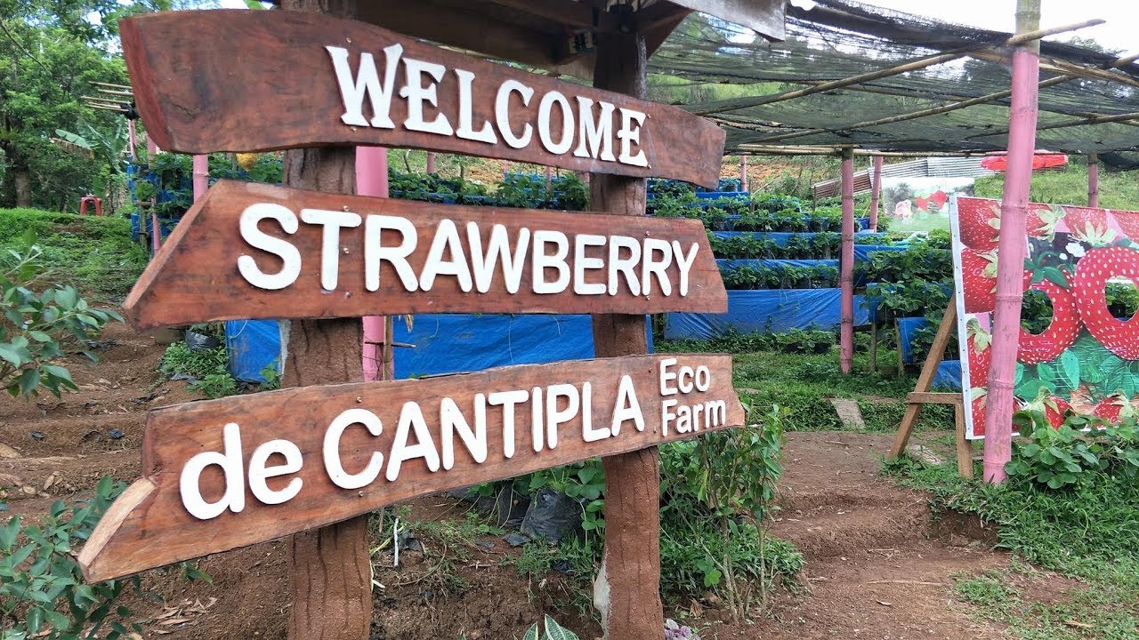 SugboTV: Strawberry de Cantipla Eco Farm in Cebu City - YouTube