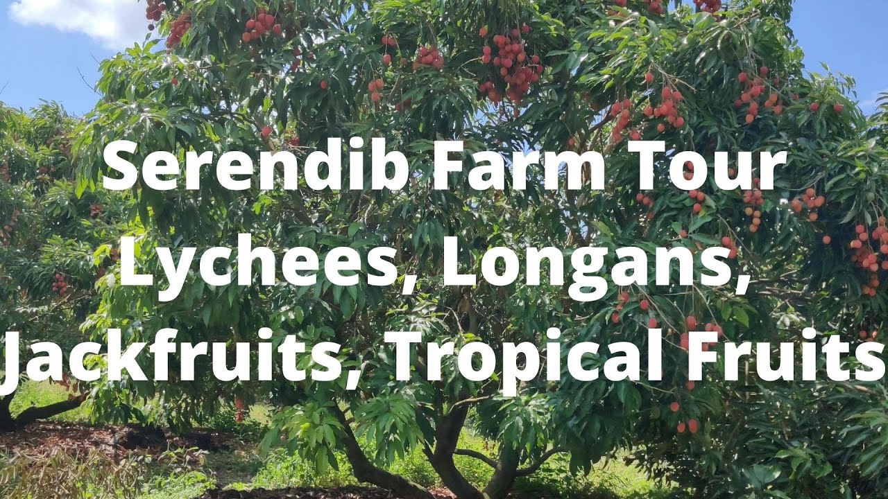 Serendib Farms Tour of Mangos, Lychees, Jackfruit, Longan, Guava, and ...