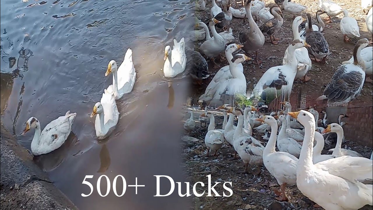 500+ Amazing Ducks Without Loft😥||Zeeku Pets Vlog - YouTube